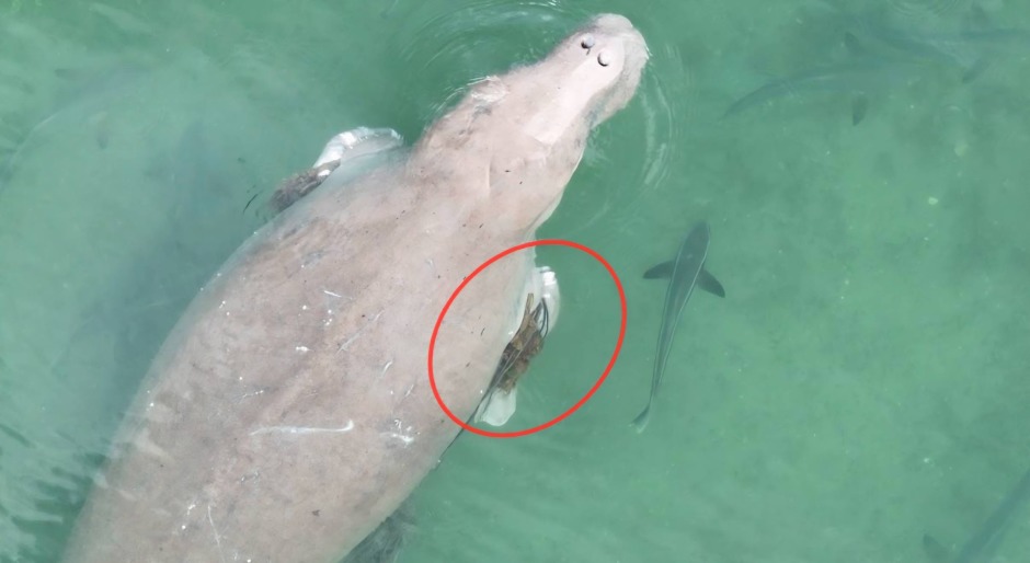 Vier Dugongs vor Libong gesichtet, Thailand, Trang