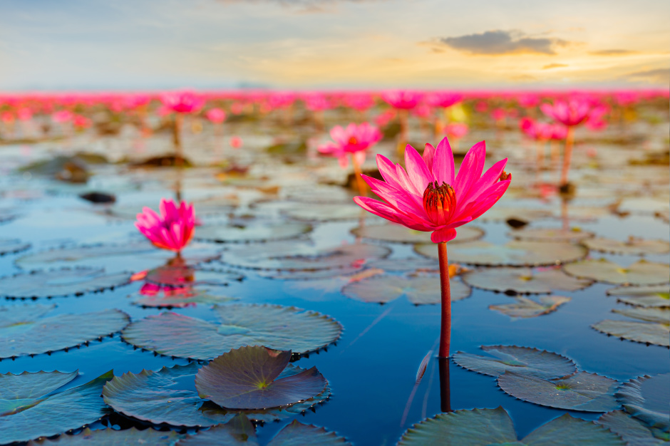 Das Meer der rosaroten Seerosen, Thailand