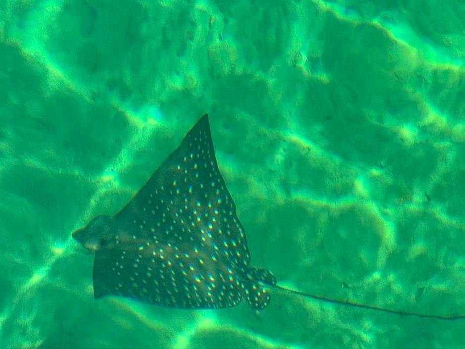Ranger entdecken seltenen Adlerrochen, Thailand, Satun